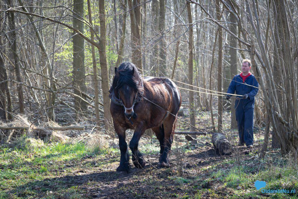 Trekpaarden slepen bomen uit bos Heiligerlee - OldambtNu.nl